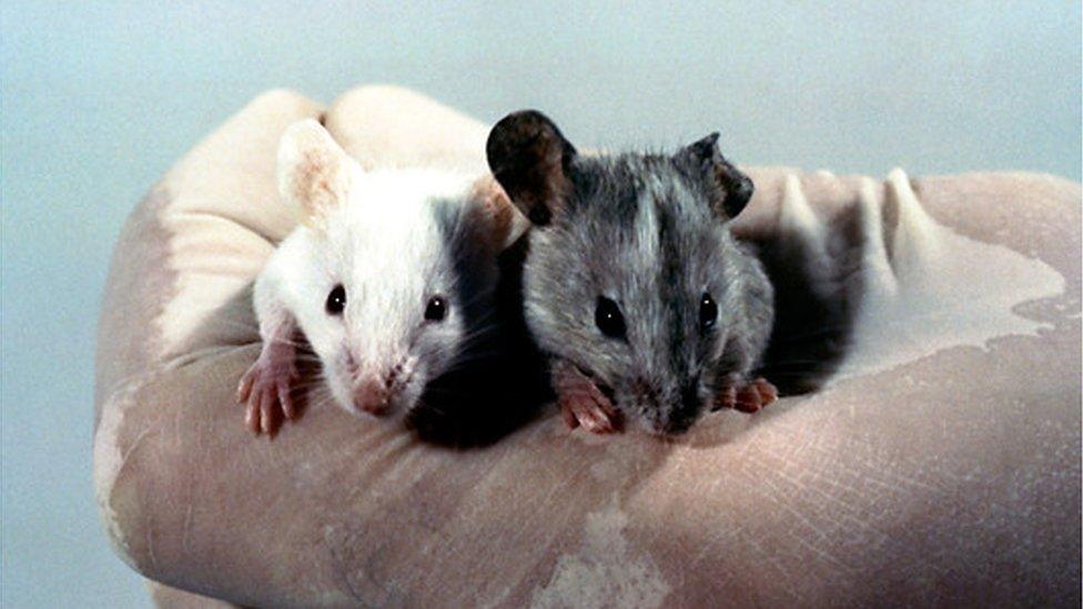 Mutant mice become 'super sniffers' - BBC News