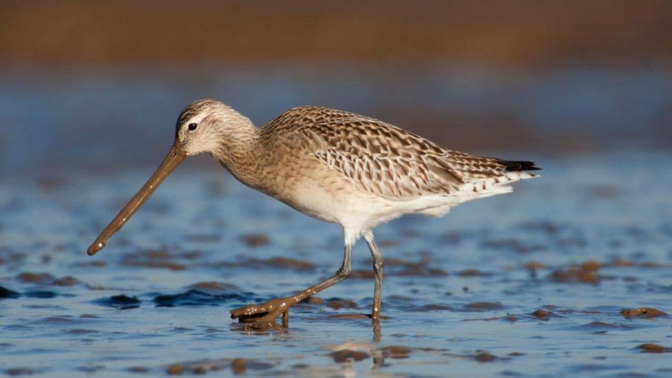 Birds: Bar-tailed Godwit breaks record for longest non-stop flight ...
