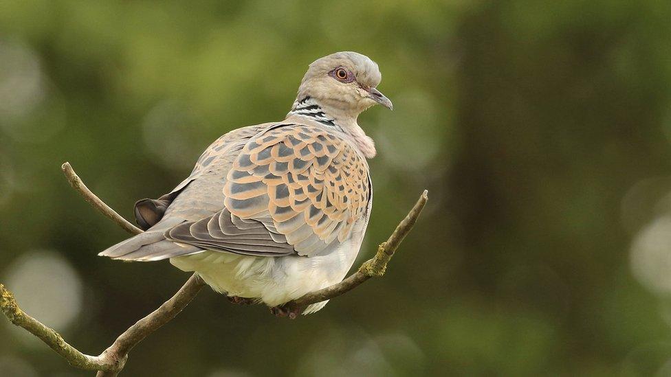 Maldon turtle dove conservation zone set up - BBC News