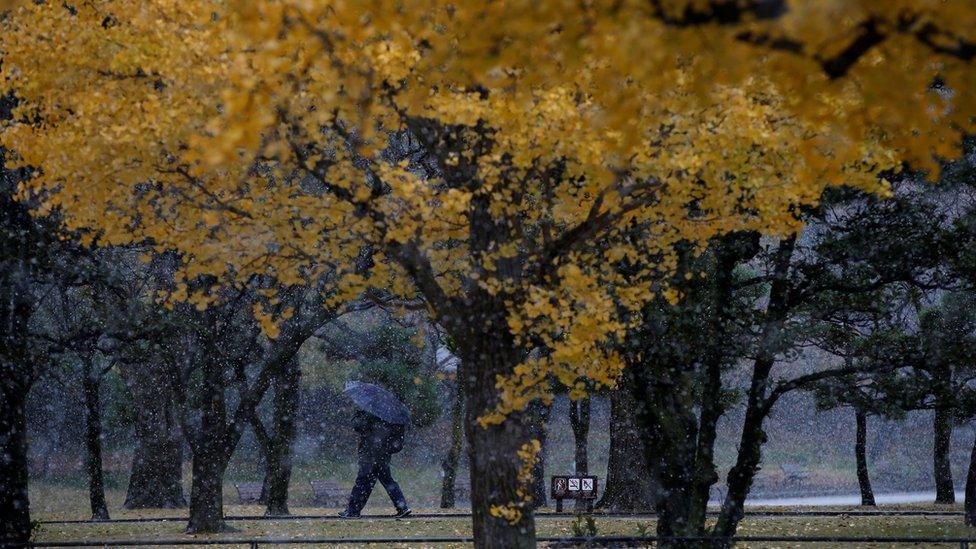 Tokyo sees first November snow in 54 years - BBC News