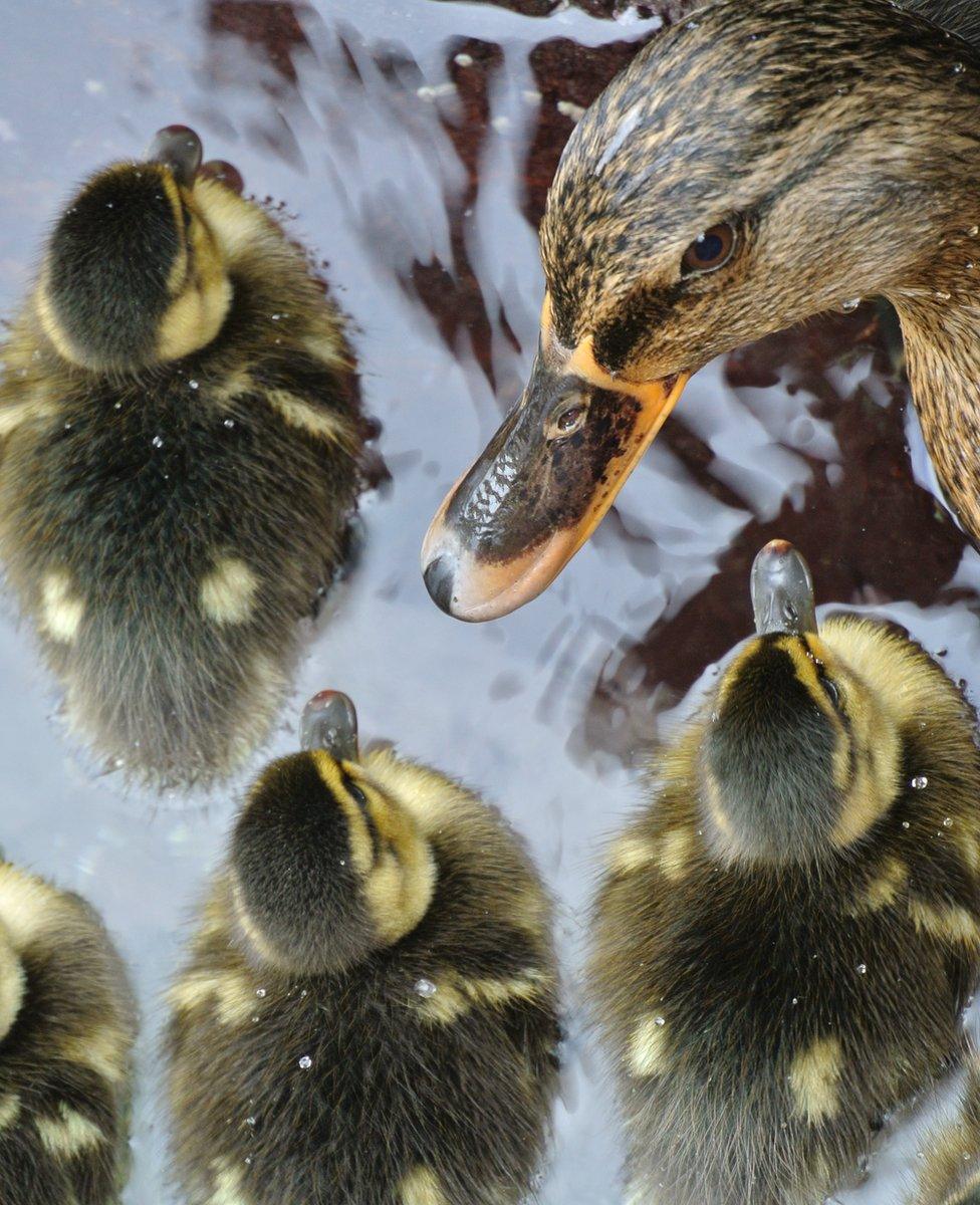 England's Big Picture: 10 - 16 April - BBC News