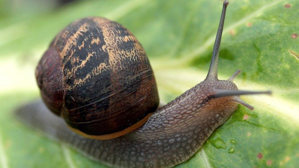 Snails use 'two brain cells' to make decisions, Sussex University ...