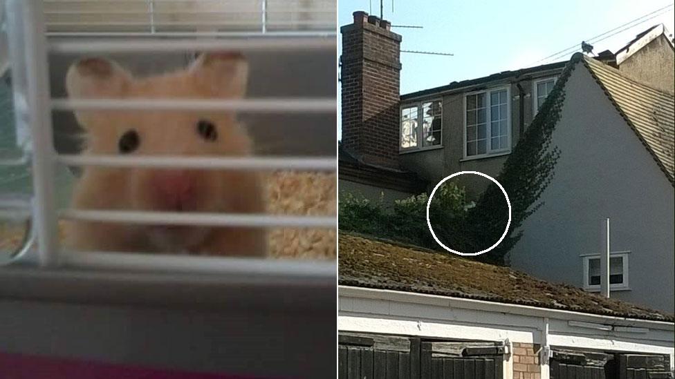 Sudbury fire: Hamster found alive five days after blaze - BBC News