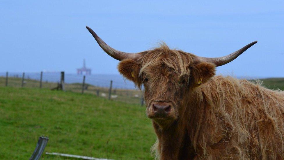 Rig grounded on Lewis beach towed away by two tugs - BBC News