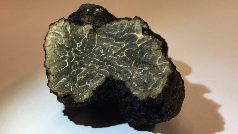 'Remarkable' truffle discovery on Paris rooftop raises hopes of more ...