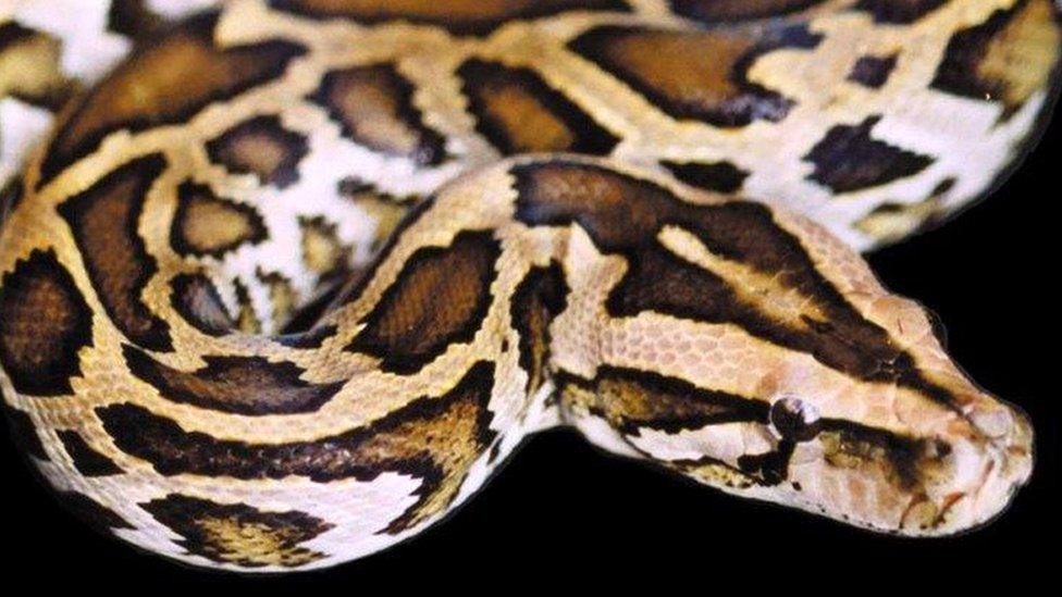 Man who claimed drugs money of £40,000 was for snakes jailed - BBC News