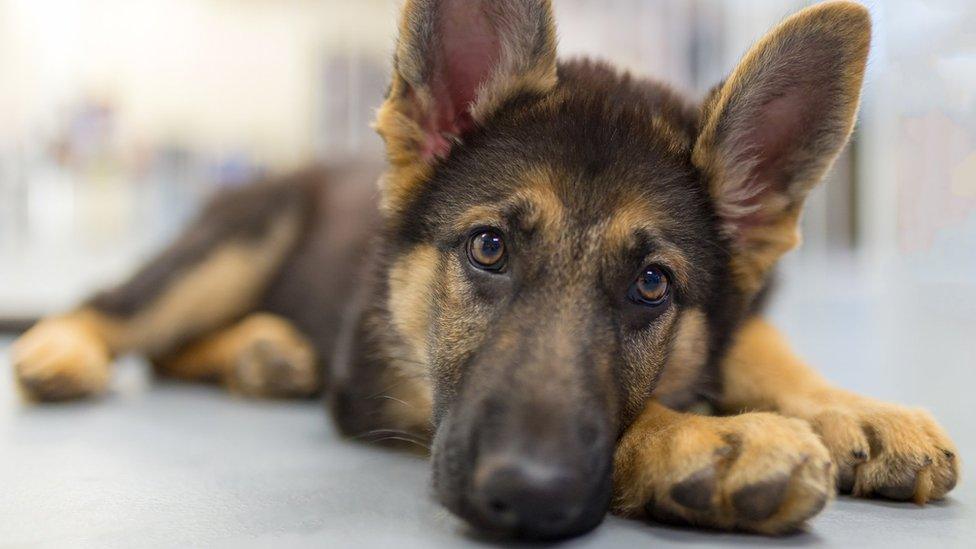 Guide dogs: Charity calls for more German Shepherds to be trained - BBC ...