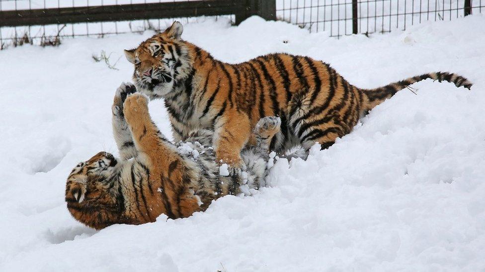 In pictures: Park's tiger cubs revel in wintry weather - BBC News
