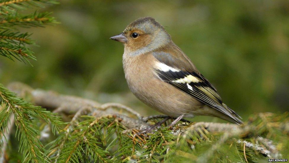 Pictures: Britain's top ten most common birds - BBC Newsround