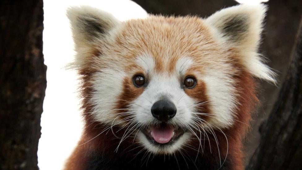 Albino panda spotted in China - BBC Newsround