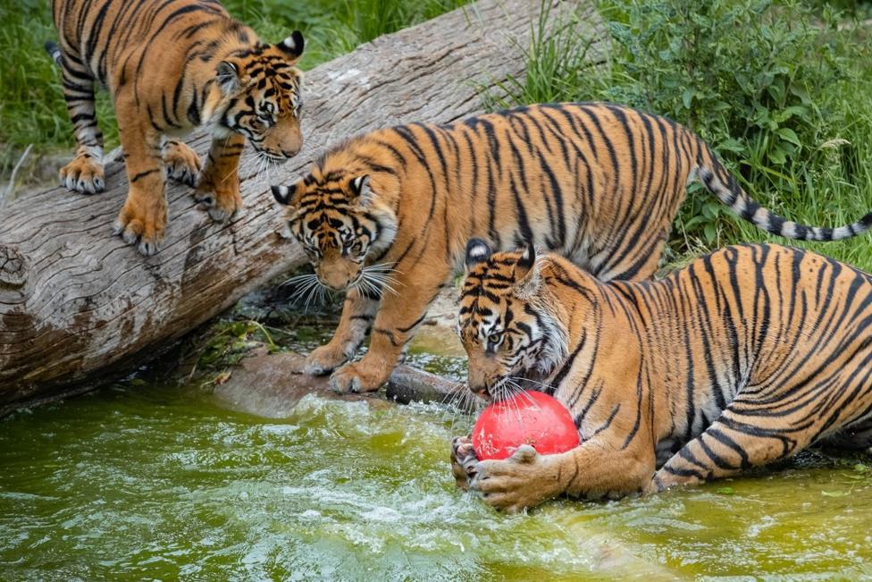 Wildlife: Sumatran tigers cool off with first swimming lesson - BBC Newsround