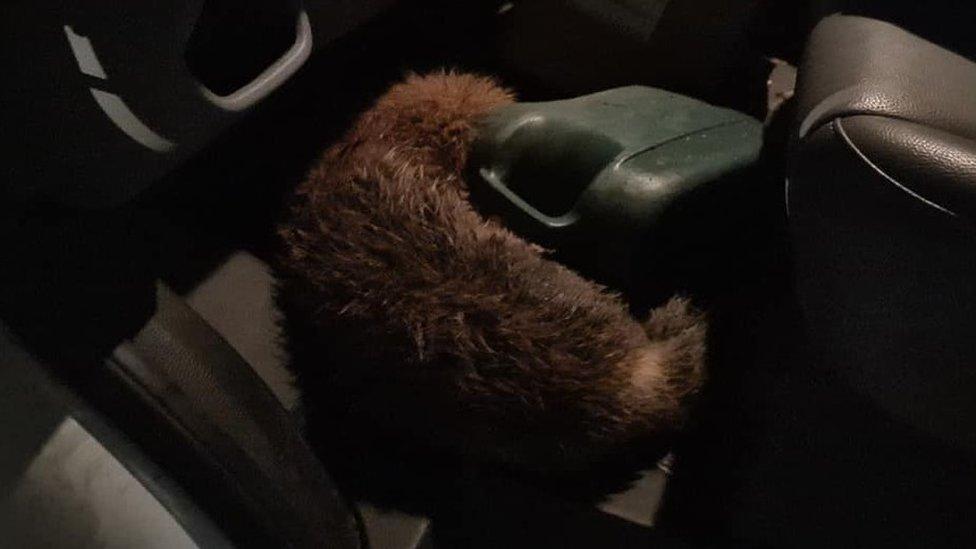 Brief battle at Grays vets as fox freed from watering can - BBC News