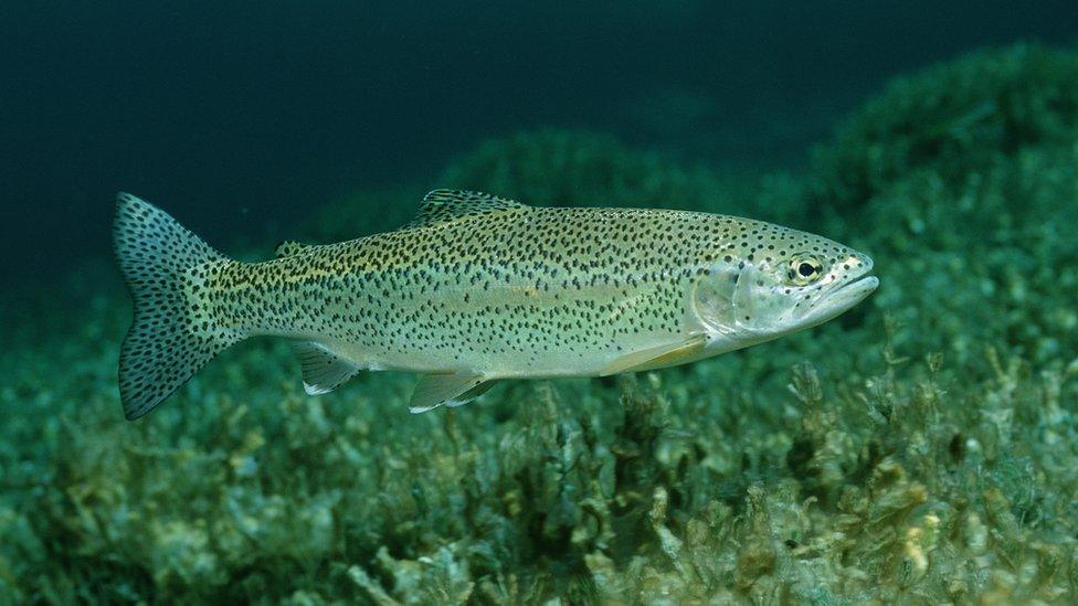 Scientists asking people to 'adopt' an axolotl - BBC Newsround