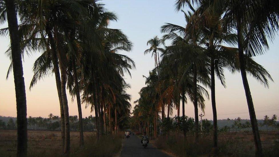 Why has Goa decided the coconut palm is no longer a tree? - BBC News