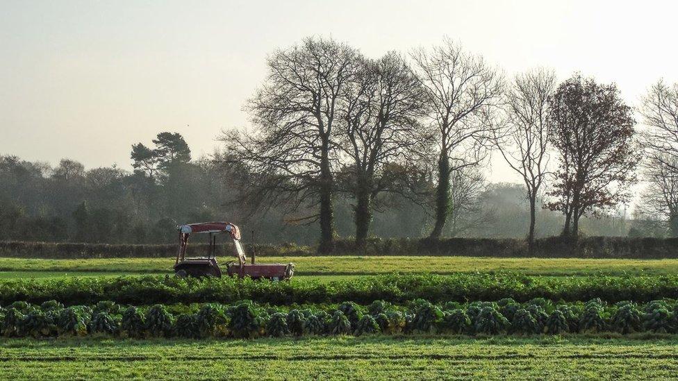2016 weather review for Northern Ireland - BBC News