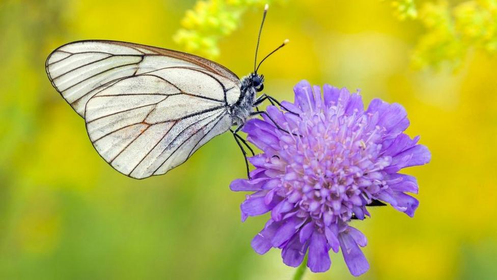Rare large copper butterfly appears in Dudley and Rowley Regis - BBC News