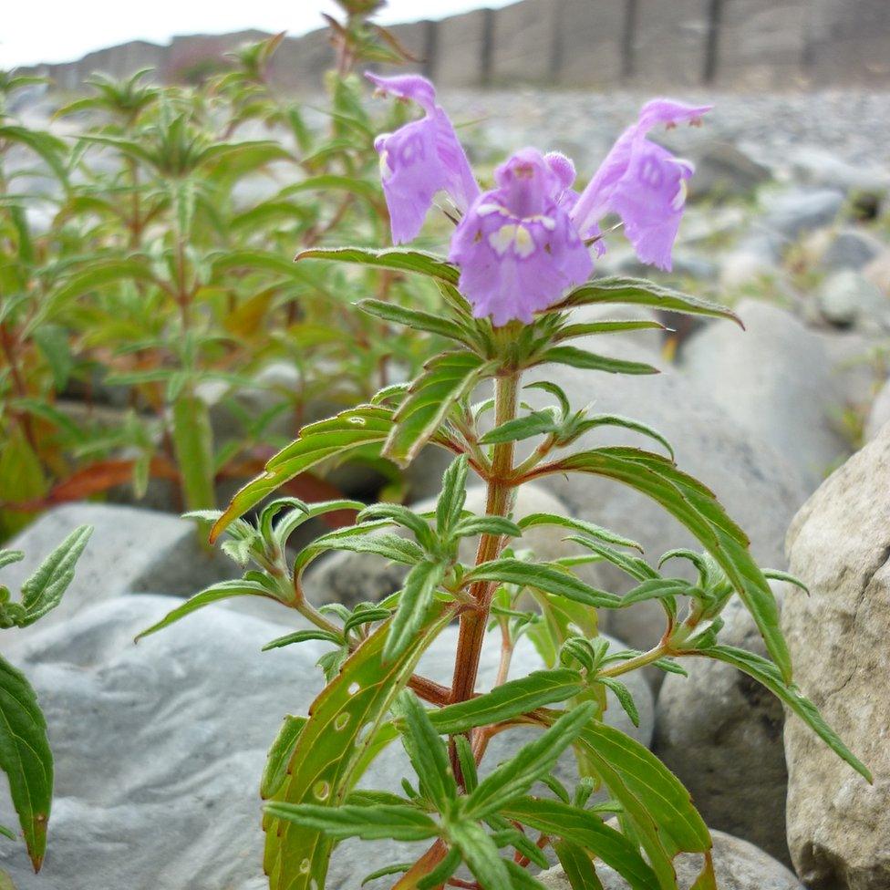 Experiment hopes to save rare Red Hemp-nettle - BBC News