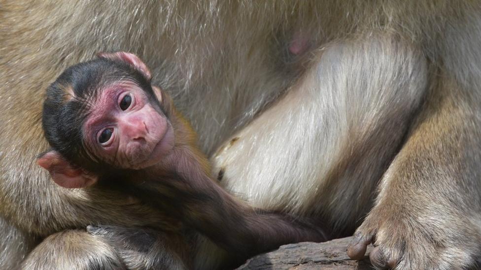 Barbary macaques: Wildlife park thrilled by birth of endangered monkeys ...
