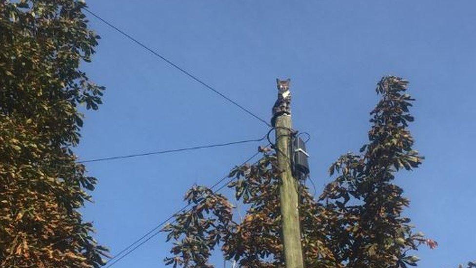 Height fright makes Birmingham moggy a 'pole cat' - BBC News