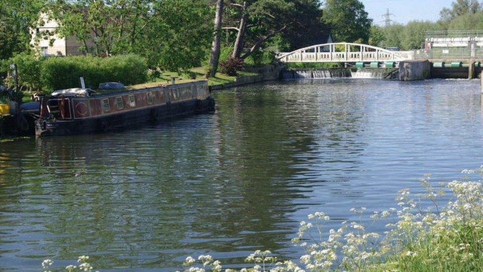 Cambridge swans to be protected during River Cam summer races - BBC News