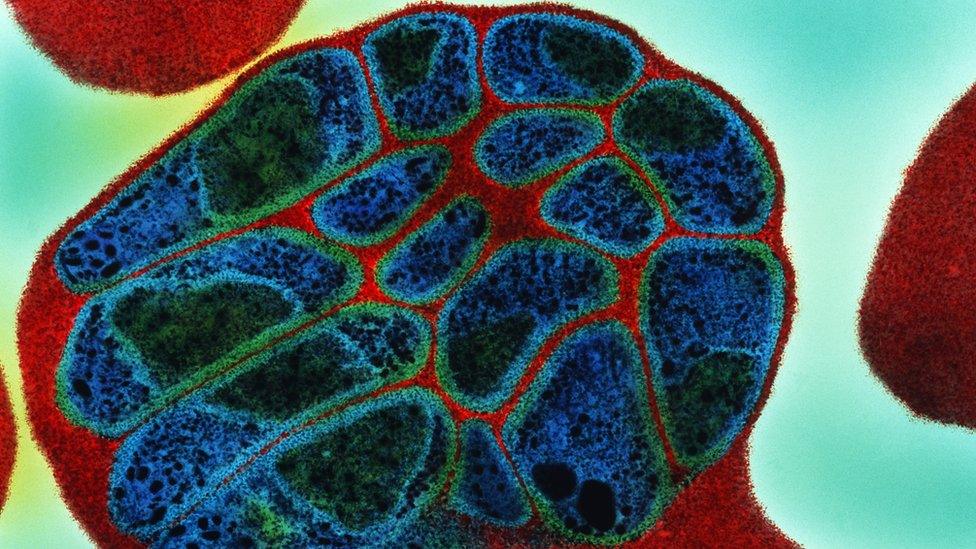 Scientists find key to malaria growth - BBC News