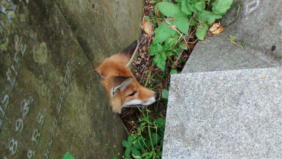 Fox freed from cemetery after making 'grave' mistake - BBC News