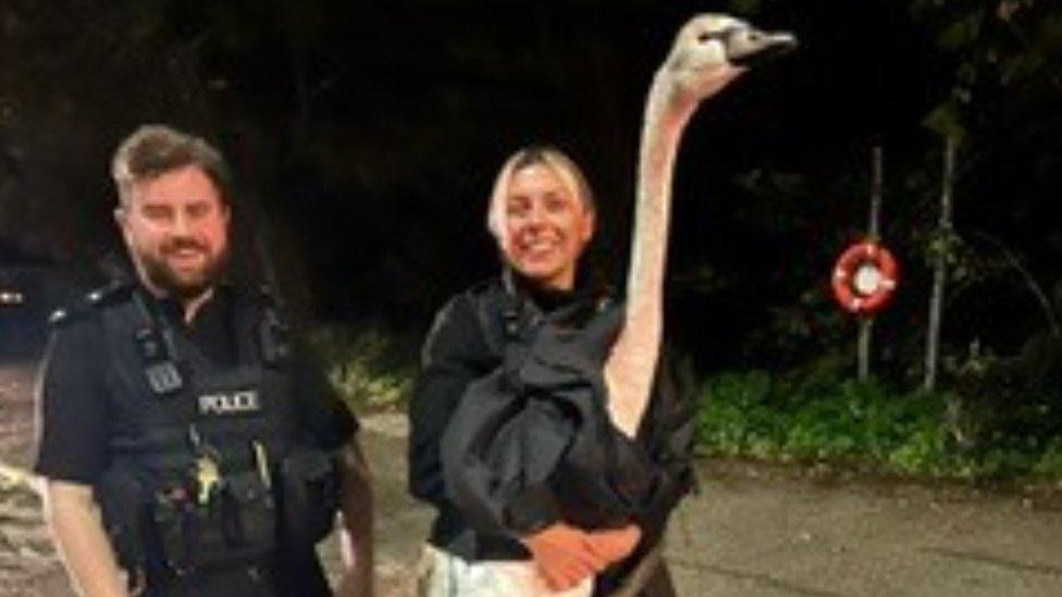 Swan rescued by Hilsea police and reunited with family - BBC News