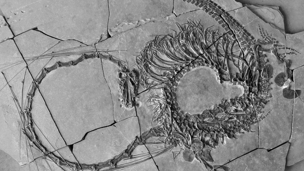 'Chinese dragon-like' ancient reptile identified - BBC Newsround