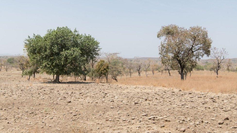 Celebrities come together to save Ethiopia's frankincense forest - BBC ...