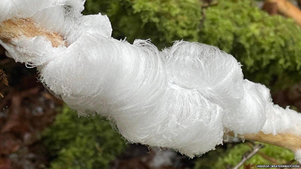 Rare 'hair ice' spotted in Scotland - BBC Weather