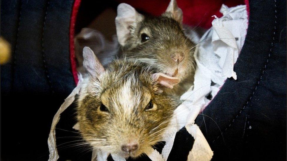 ‘Lonely’ degu finds perfect match after Valentine's appeal - BBC News