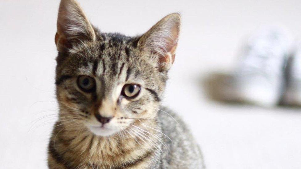 Kitten reunited with owner after M4 car crash - BBC News