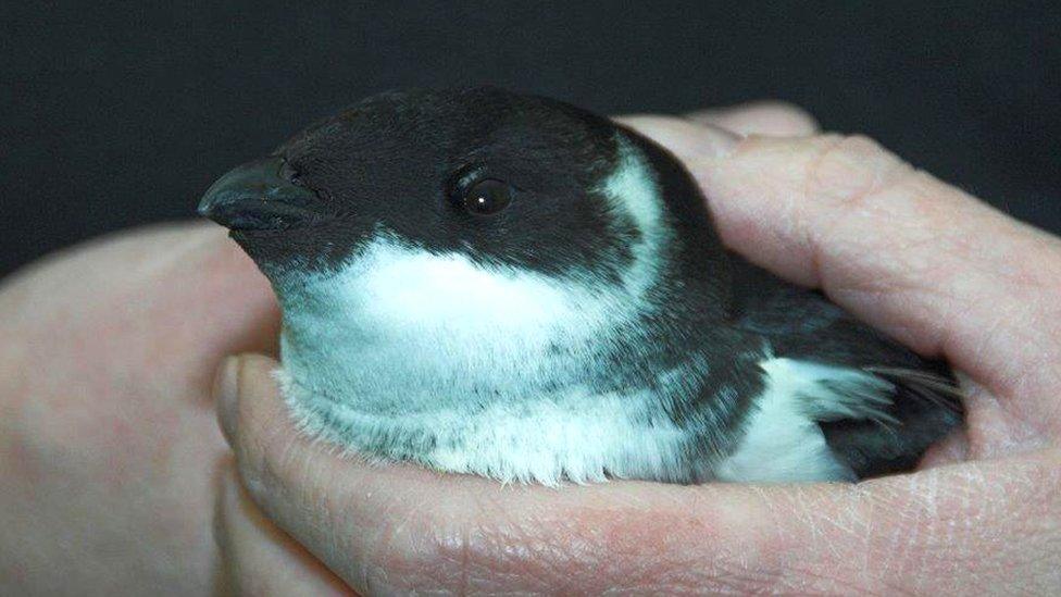 Wind-blown little auk numbers unprecedented, says RSPB Scotland - BBC News