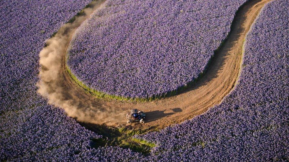 Purple field in Cornwall becomes temporary race track - BBC News