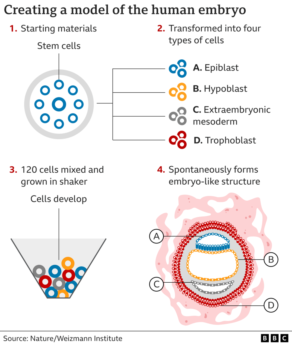 Scientists grow whole model of human embryo, without sperm or egg - BBC ...