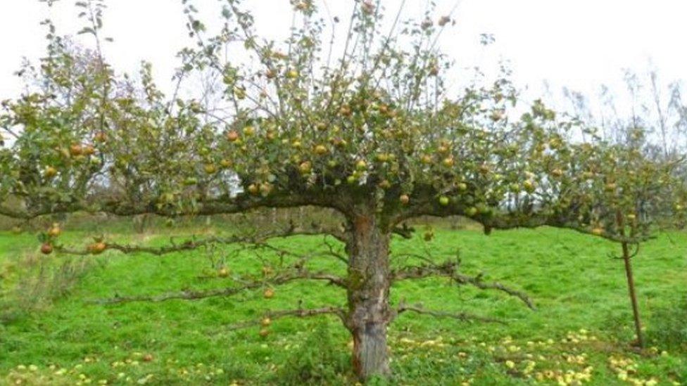 The battle to revive Scotland's disappearing orchards - BBC News