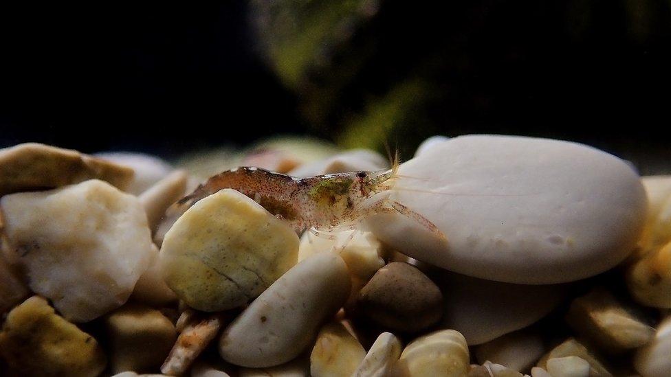 The shrimp with claws faster than a bullet - BBC Newsround