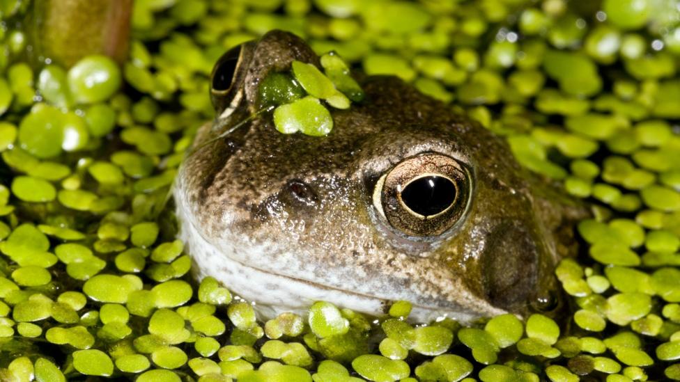 First frogspawn in UK survey recorded in Isles of Scilly - BBC News