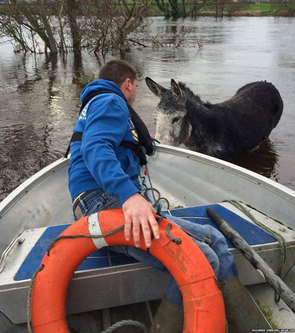 Donkey rescued from floods in Ireland appears to smile when towed to ...
