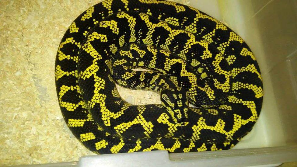 Kentucky pet store worker nearly crushed to death by python - BBC News