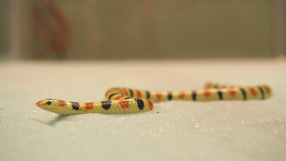 Snake walk: The physics of slithering - BBC News