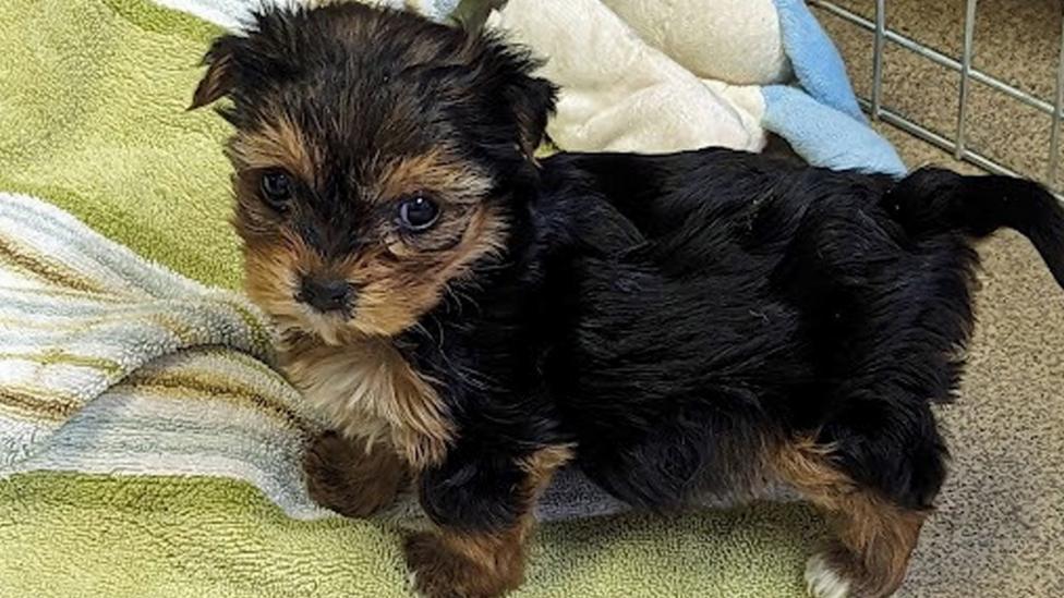 Rescue dogs: Kent paralysed pet charity suffers fall in donations - BBC ...