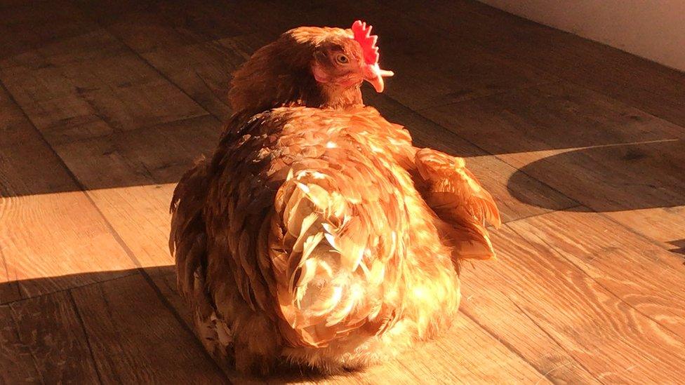 Wonky-beaked Dorset chicken saved from commercial henhouse - BBC News