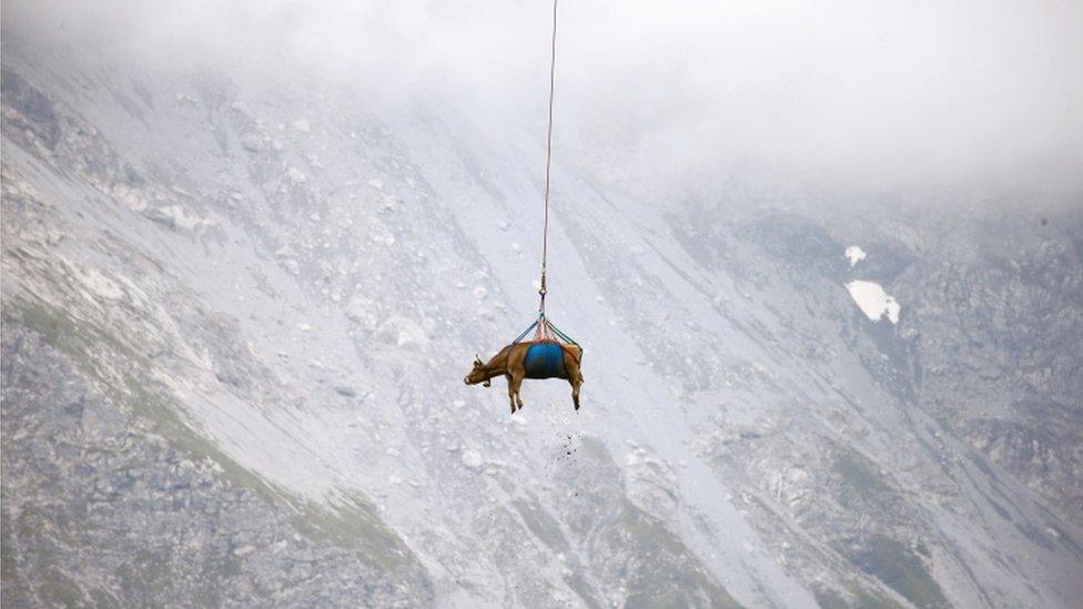 Cows in Swiss Alps airlifted to lower pastures for autumn - BBC Newsround