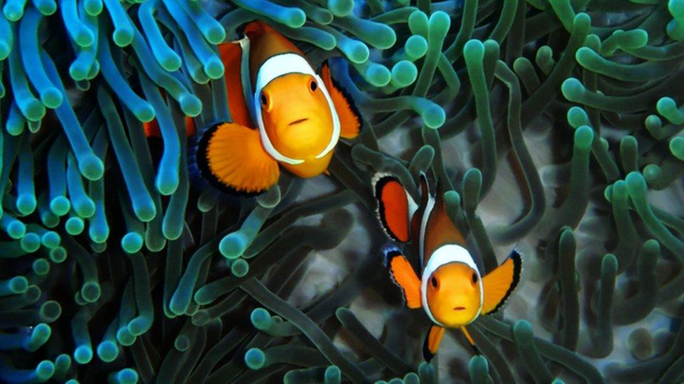 Clownfish 'count' stripes to recognise their friends and enemies - BBC ...