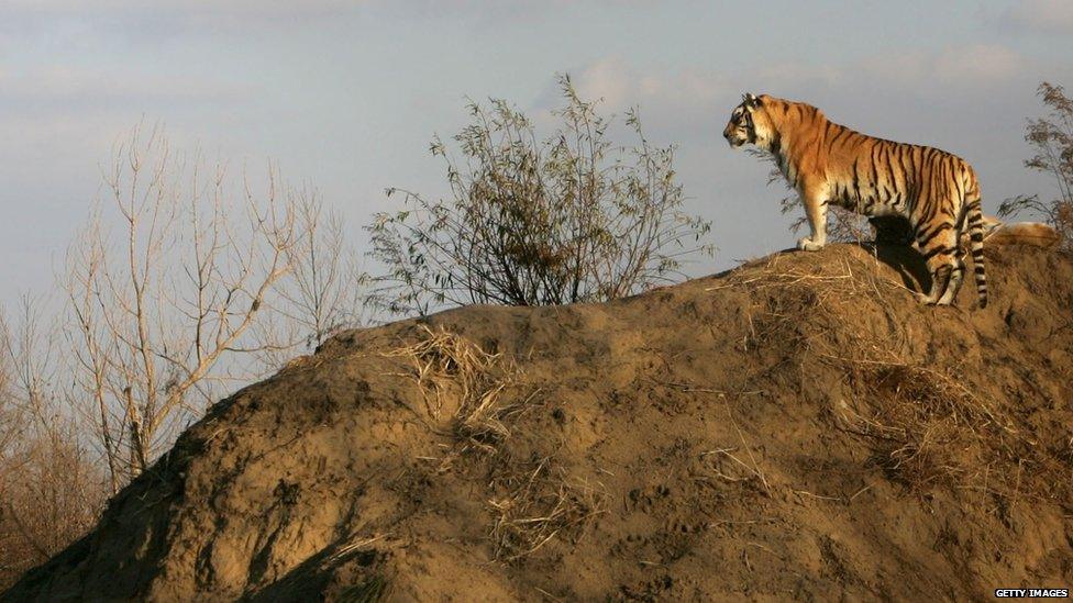 Scientists want to bring cousin of extinct Caspian tiger to Central ...