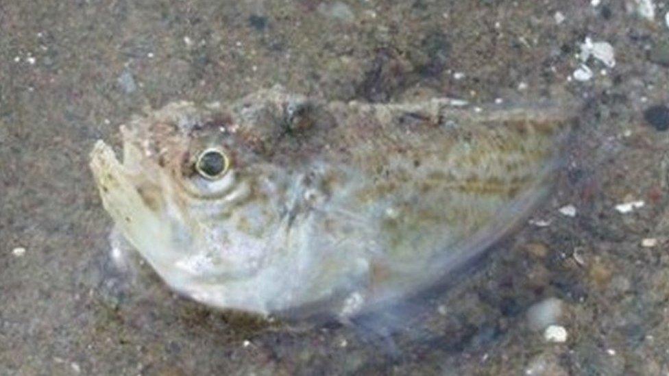 Warning after venomous fish spotted in Ayrshire - BBC News