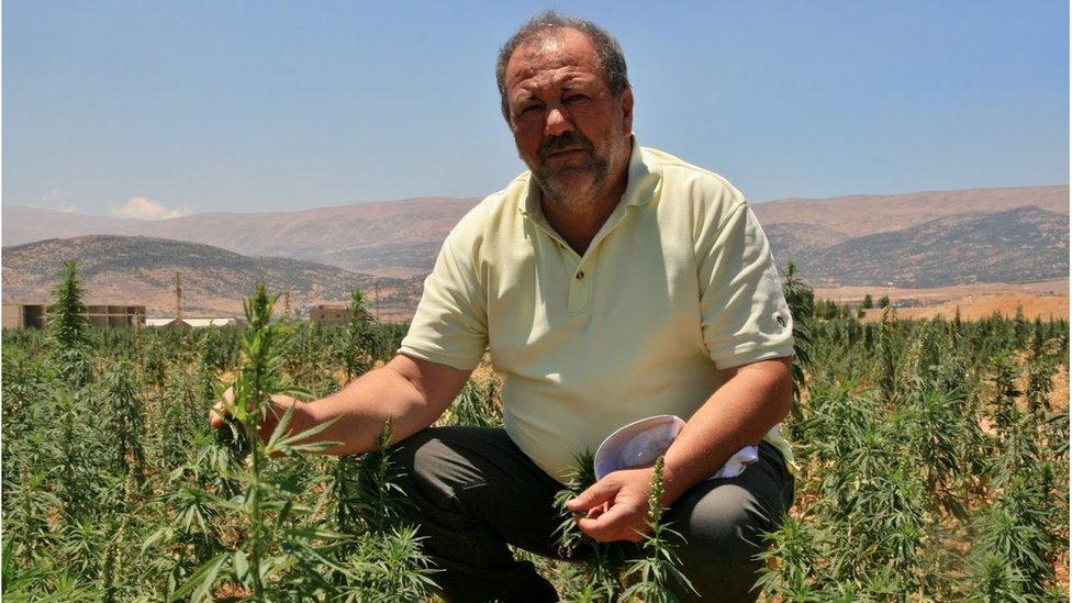 Illicit cannabis farming thrives in Lebanon - BBC News