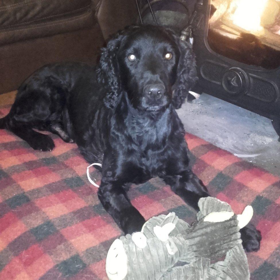 Dave the dog survives being impaled on metal spike - BBC News