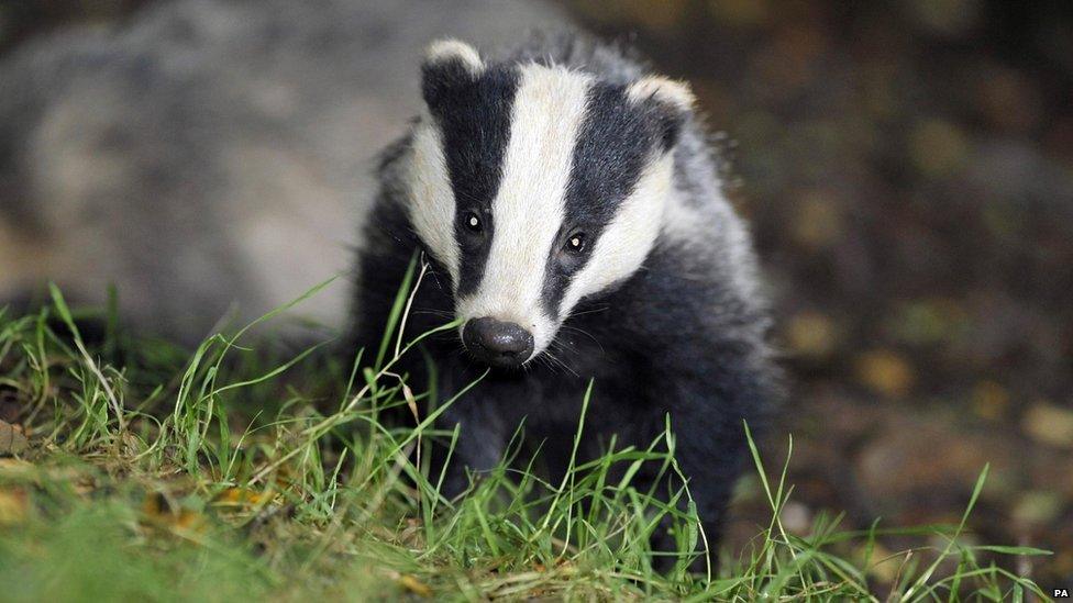 Badger study finds damaging setts 'could worsen bovine TB risk' - BBC News
